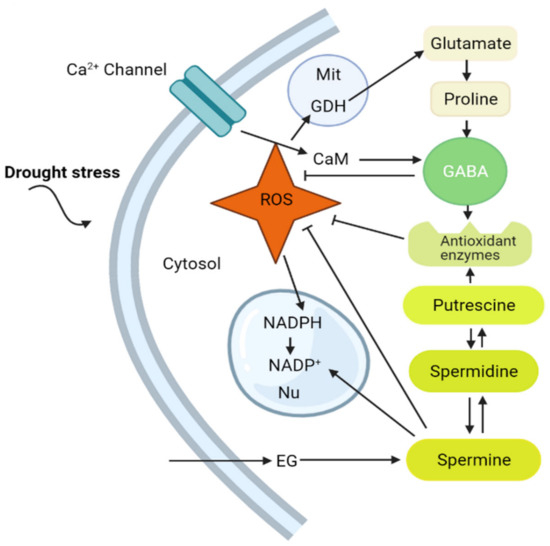 GABA: A Key Player in Drought Stress Resistance in Plants