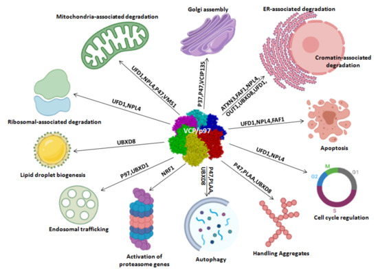 Valosin-Containing Protein (VCP)/p97: A Prognostic Biomarker and ...