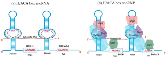 Emerging Functions for snoRNAs and snoRNA-Derived Fragments