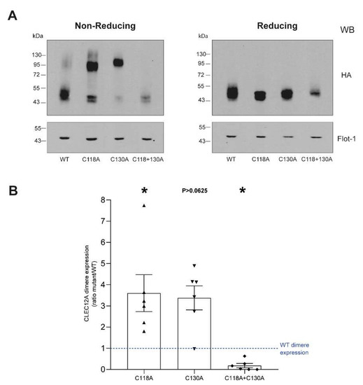 Regulation of the Expression, Oligomerisation and Signaling of the ...