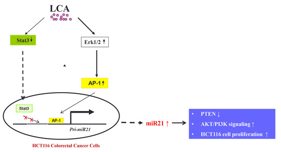 IJMS | Free Full-Text | Lithocholic Acid Induces miR21, Promoting PTEN ...