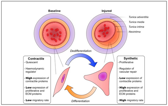 The Expanding Role of Alternative Splicing in Vascular Smooth Muscle Cell Plasticity