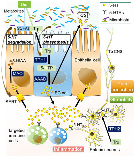 Enteric Microbiota-Mediated Serotonergic Signaling in Pathogenesis of Irritable Bowel Syndrome