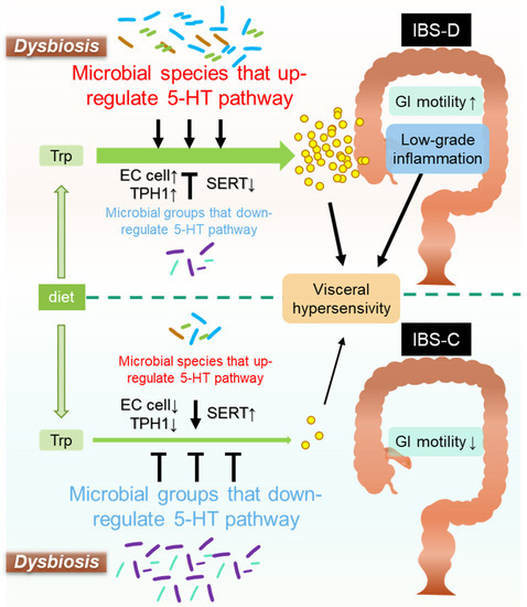 Enteric Microbiota-Mediated Serotonergic Signaling in Pathogenesis of Irritable Bowel Syndrome