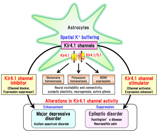Emerging Roles of Astrocyte Kir4.1 Channels in the Pathogenesis and ...