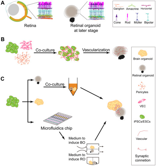 Retinal Organoid Technology: Where Are We Now?