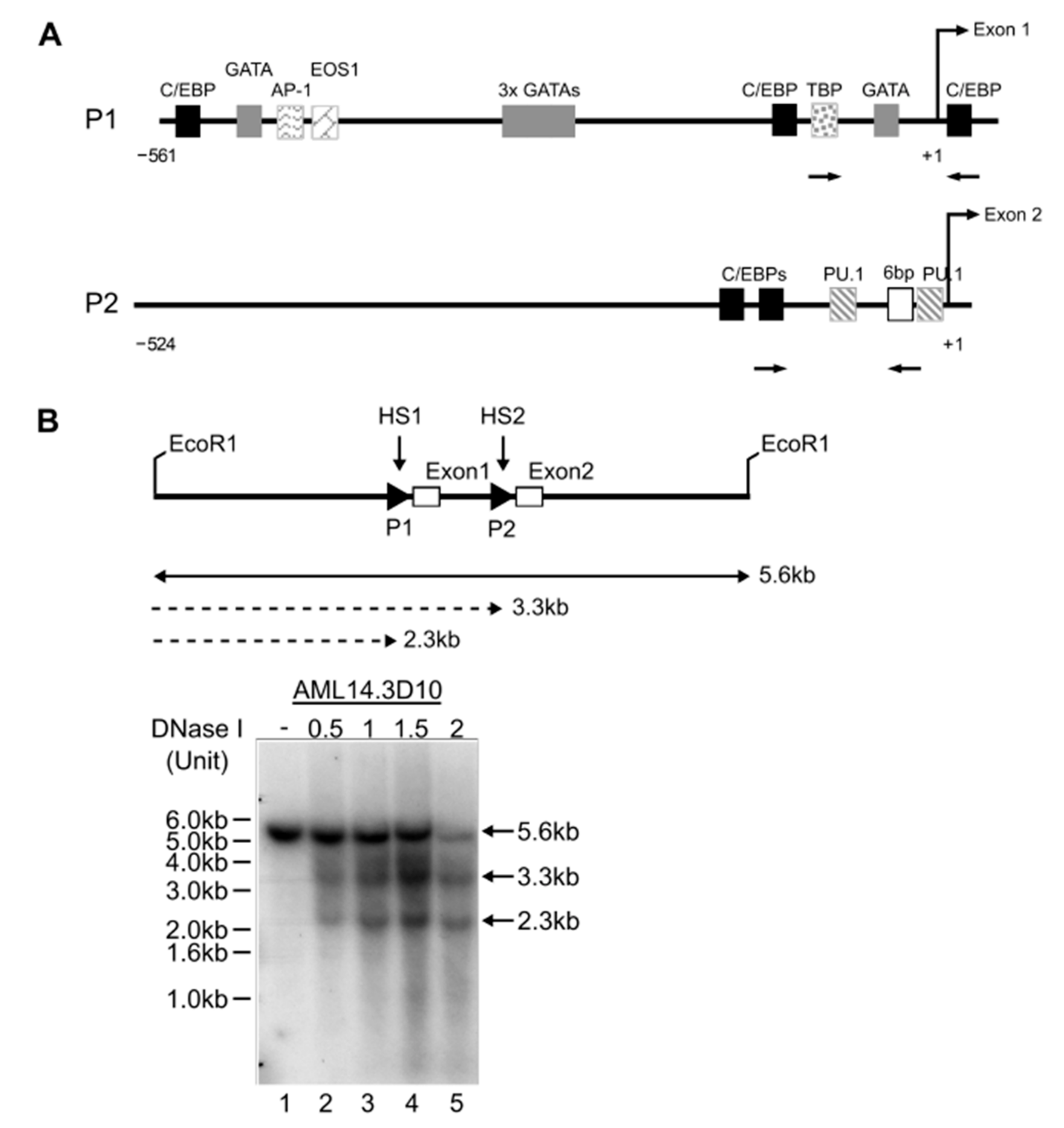 Ijms Free Full Text Transcriptional Regulation Of The Human Il5ra
