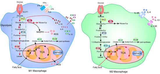 Harnessing Metabolic Reprogramming to Improve Cancer Immunotherapy