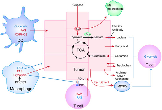 Harnessing Metabolic Reprogramming to Improve Cancer Immunotherapy