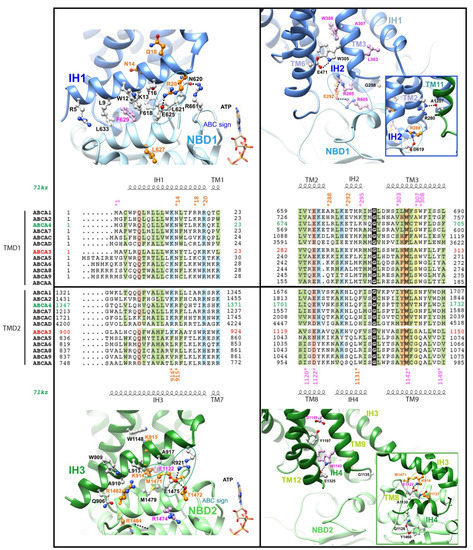 IJMS | Free Full-Text | Structure-Based Understanding of ABCA3 Variants
