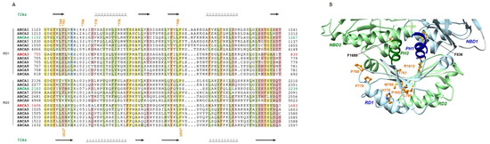 IJMS | Free Full-Text | Structure-Based Understanding of ABCA3 Variants