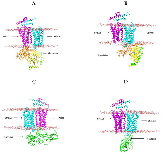 Opioid Addiction and Opioid Receptor Dimerization: Structural Modeling ...