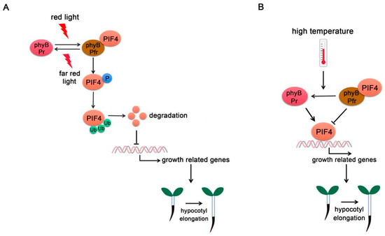 PIF4 and PIF4-Interacting Proteins: At the Nexus of Plant Light ...