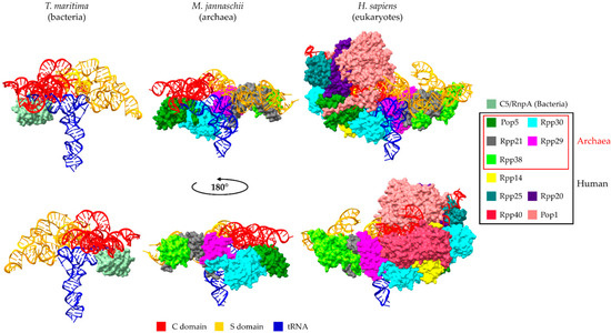 The Dynamic Network of RNP RNase P Subunits