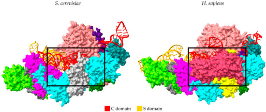 The Dynamic Network of RNP RNase P Subunits