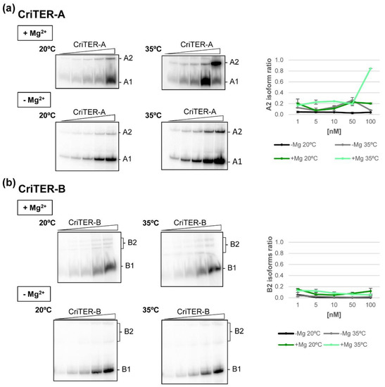 CriTER-A: A Novel Temperature-Dependent Noncoding RNA Switch in the ...
