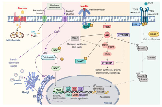 Beta-Cell Dysfunction Induced by Tacrolimus: A Way to Explain Type 2 ...