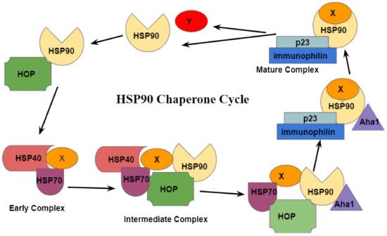 Role of HSP90 in Cancer