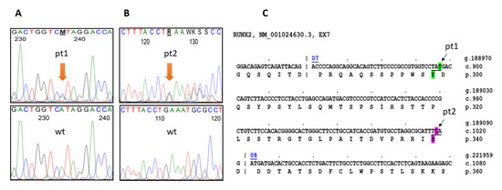 IJMS | Free Full-Text | Two Novel C-Terminus RUNX2 Mutations in Two ...