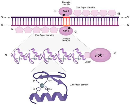 Comparison of the Feasibility, Efficiency, and Safety of Genome Editing ...