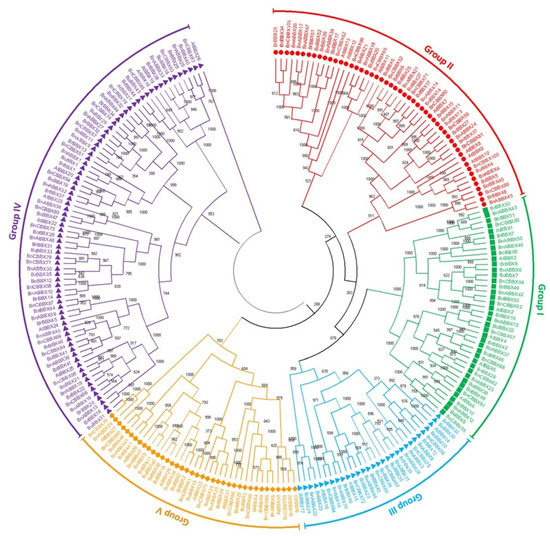 Genome-Wide Identification, Evolution, and Comparative Analysis of B ...