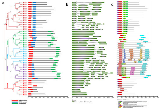 Genome-Wide Identification, Evolution, and Comparative Analysis of B ...