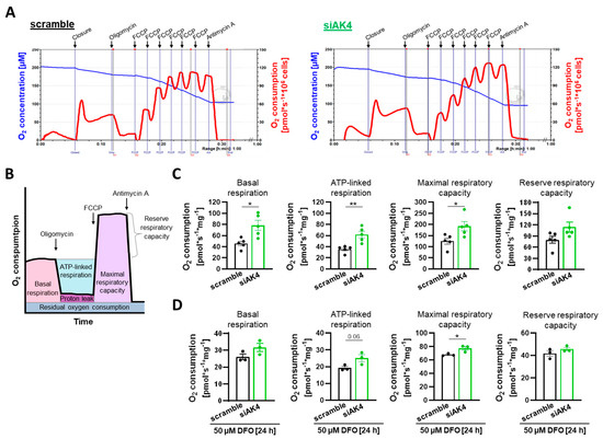 Adenylate Kinase 4—A Key Regulator of Proliferation and Metabolic Shift ...