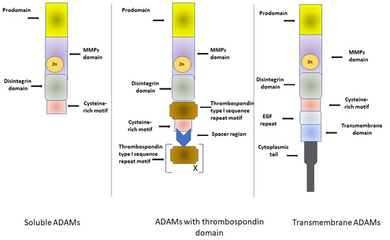 A Disintegrin and Metalloproteinase (ADAM) Family: Their Significance ...