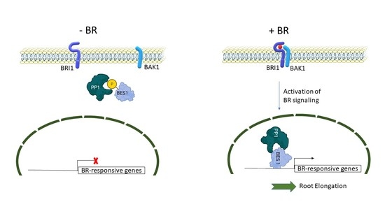 IJMS | Free Full-Text | Wheat Type One Protein Phosphatase Participates ...