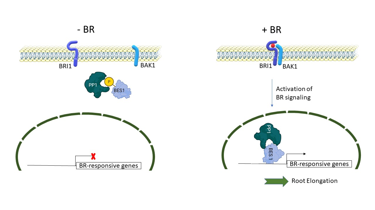 IJMS | Free Full-Text | Wheat Type One Protein Phosphatase Participates ...