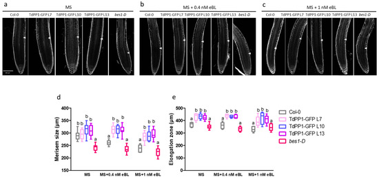 Wheat Type One Protein Phosphatase Participates in the Brassinosteroid ...