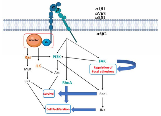 The Multiple Faces of Integrin–ECM Interactions in Inflammatory Bowel ...