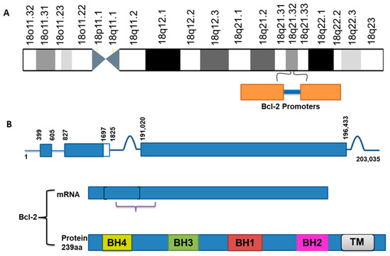 B Cell Lymphoma 2: A Potential Therapeutic Target for Cancer Therapy