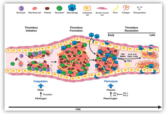Thrombolytic Enzymes of Microbial Origin: A Review