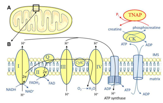 TNAP: A New Multitask Enzyme in Energy Metabolism