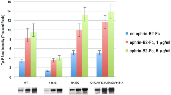 The Ephb2 Receptor Uses Homotypic, Head-to-Tail Interactions within Its ...