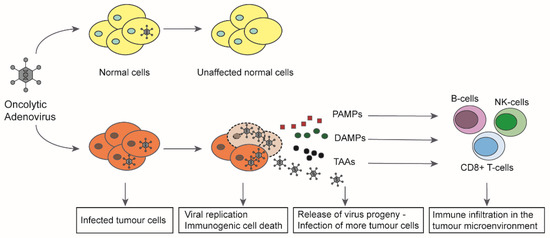 Concepts in Oncolytic Adenovirus Therapy