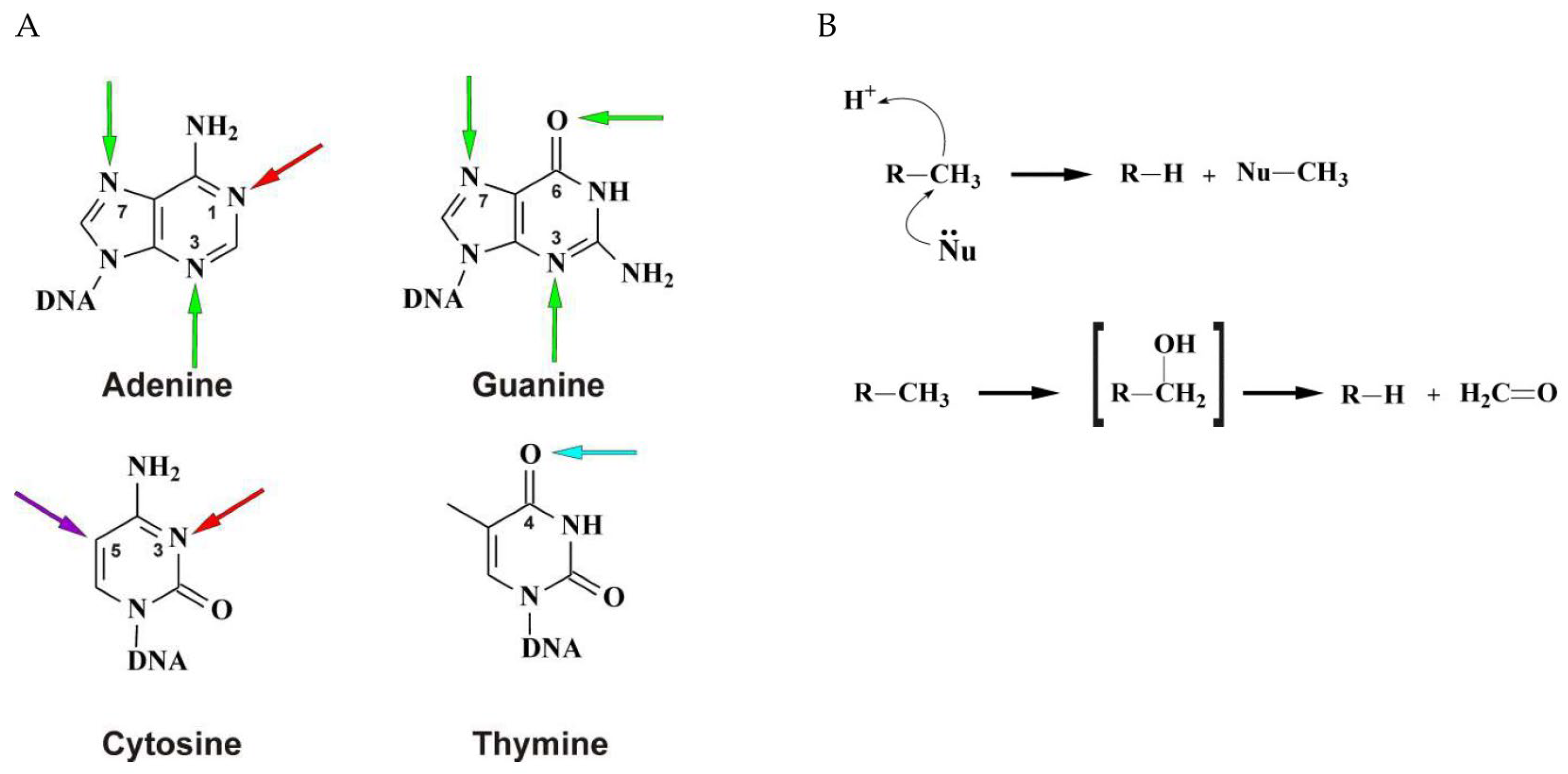 Ijms Free Full Text Dna Demethylation In The Processes Of Repair