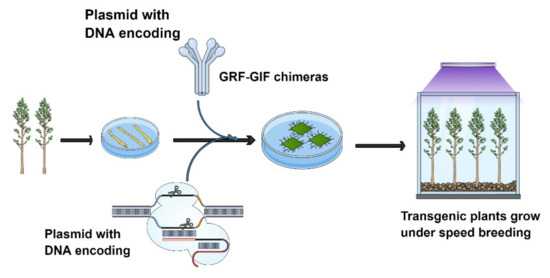 Achievements and Challenges of Genomics-Assisted Breeding in Forest ...