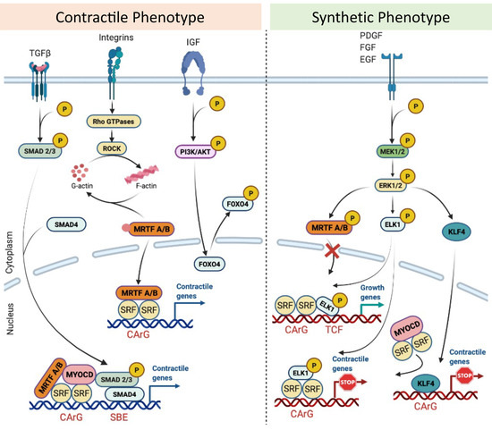 Role of Vascular Smooth Muscle Cell Phenotype Switching in Arteriogenesis