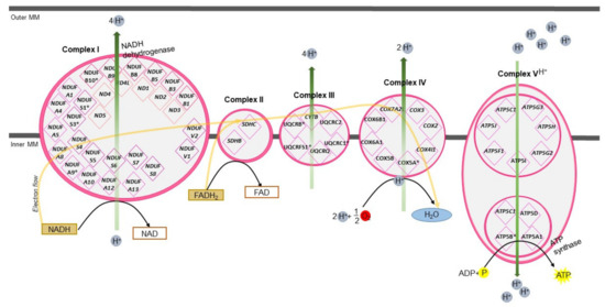 Transcriptome and Proteome Analysis Revealed Key Pathways Regulating ...
