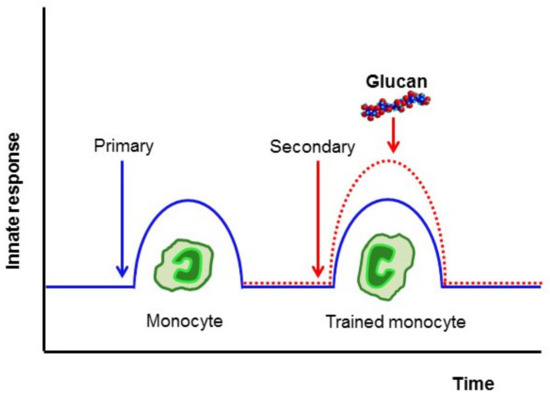 Trained Immunity as an Adaptive Branch of Innate Immunity