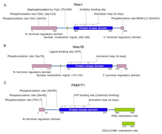 Wee1 Kinase: A Potential Target to Overcome Tumor Resistance to Therapy