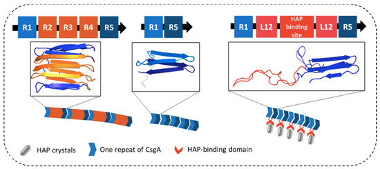 Amyloids as Building Blocks for Macroscopic Functional Materials ...
