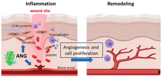 Angiogenin and Copper Crossing in Wound Healing