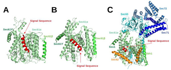 Molecular Modeling of Signal Peptide Recognition by Eukaryotic Sec ...
