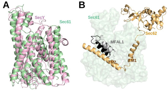 Molecular Modeling of Signal Peptide Recognition by Eukaryotic Sec ...