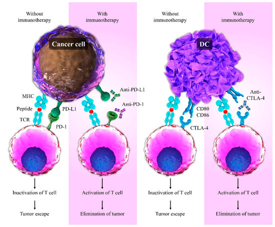 The Positive and Negative Immunoregulatory Role of B7 Family: Promising ...