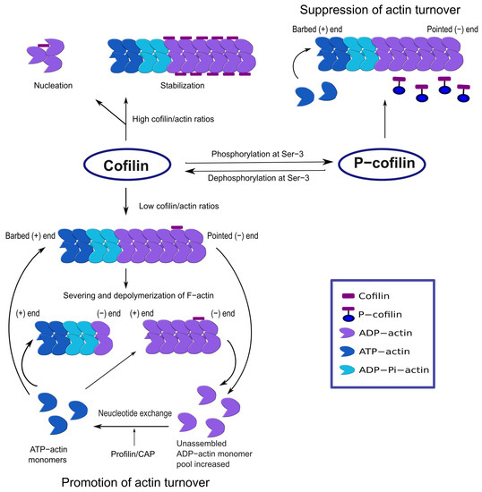 Cofilin Signaling in the CNS Physiology and Neurodegeneration