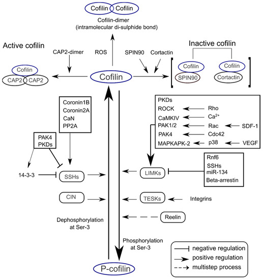 Cofilin Signaling in the CNS Physiology and Neurodegeneration